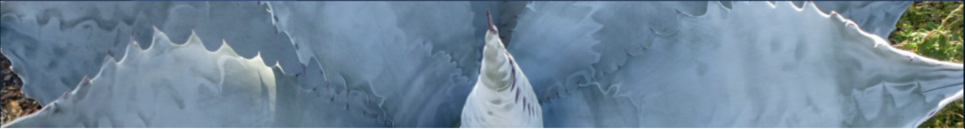 Research – Moore Lab